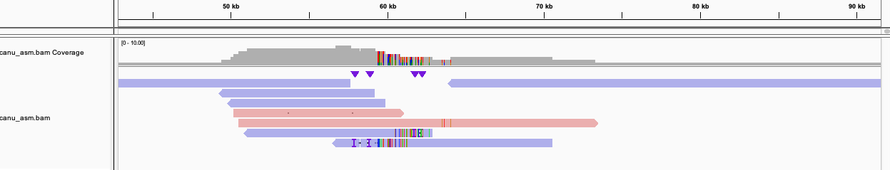 Merging overlapping contigs with --assemble in canu · Issue #2099 ...