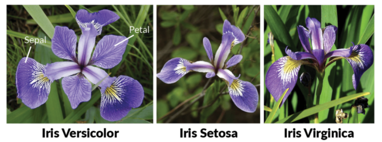 GitHub - devangdayal/Iris: Iris Dataset from UCI Machine Learning ...