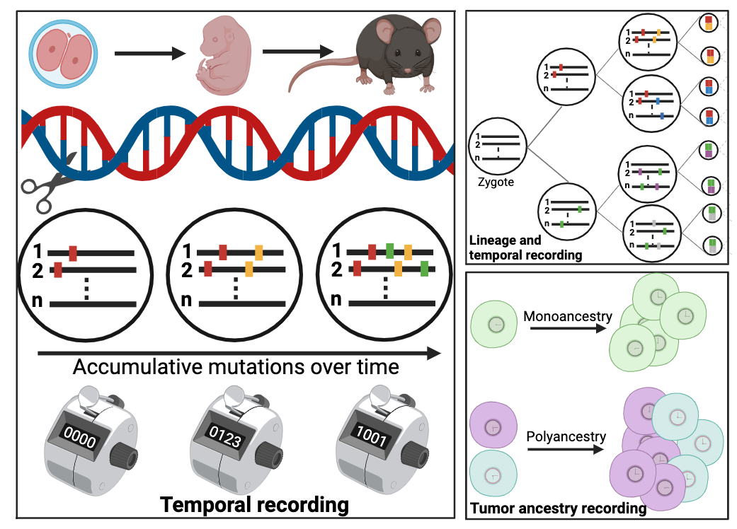 GitHub - Ken-Lau-Lab/NSC-seq