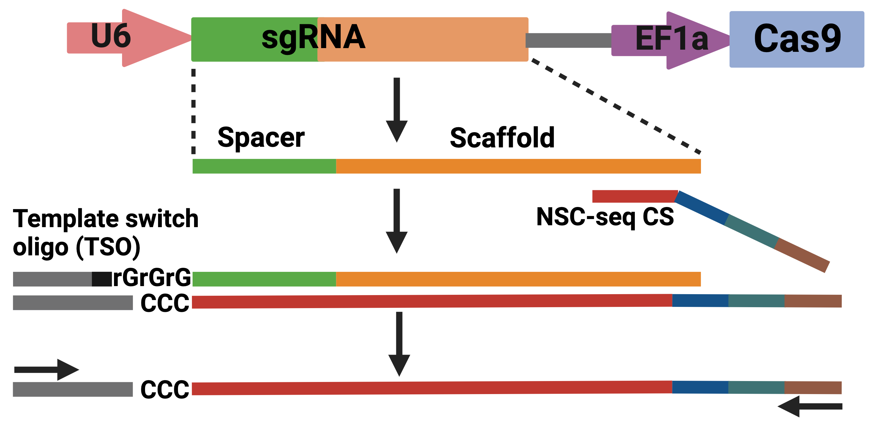 GitHub - Ken-Lau-Lab/NSC-seq