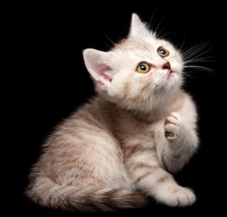 imagenet-camera does not classify using the cat_dog_epoch_100 model ...