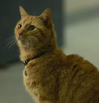 imagenet-camera does not classify using the cat_dog_epoch_100 model ...