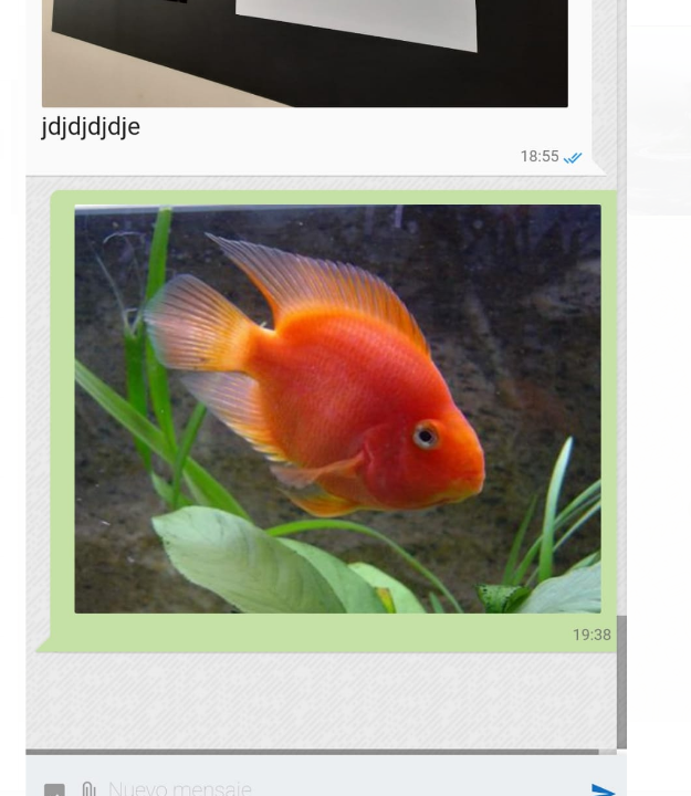 Inline images problem in devel version · Issue #68 · tinode/webapp · GitHub