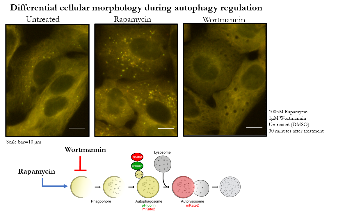 GitHub - nitinsai20/Image-based-single-cell-profiling-of-autophagy-related-phenotypes.
