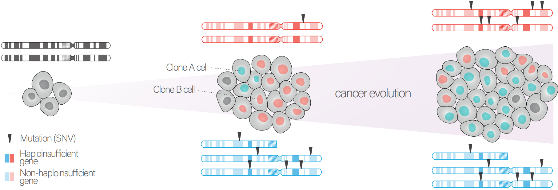 GitHub - fabio-alfieri/mutation_compensation