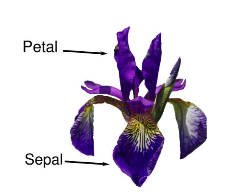GitHub - bob302/iris-recognition: A First Application: Classifying Iris ...