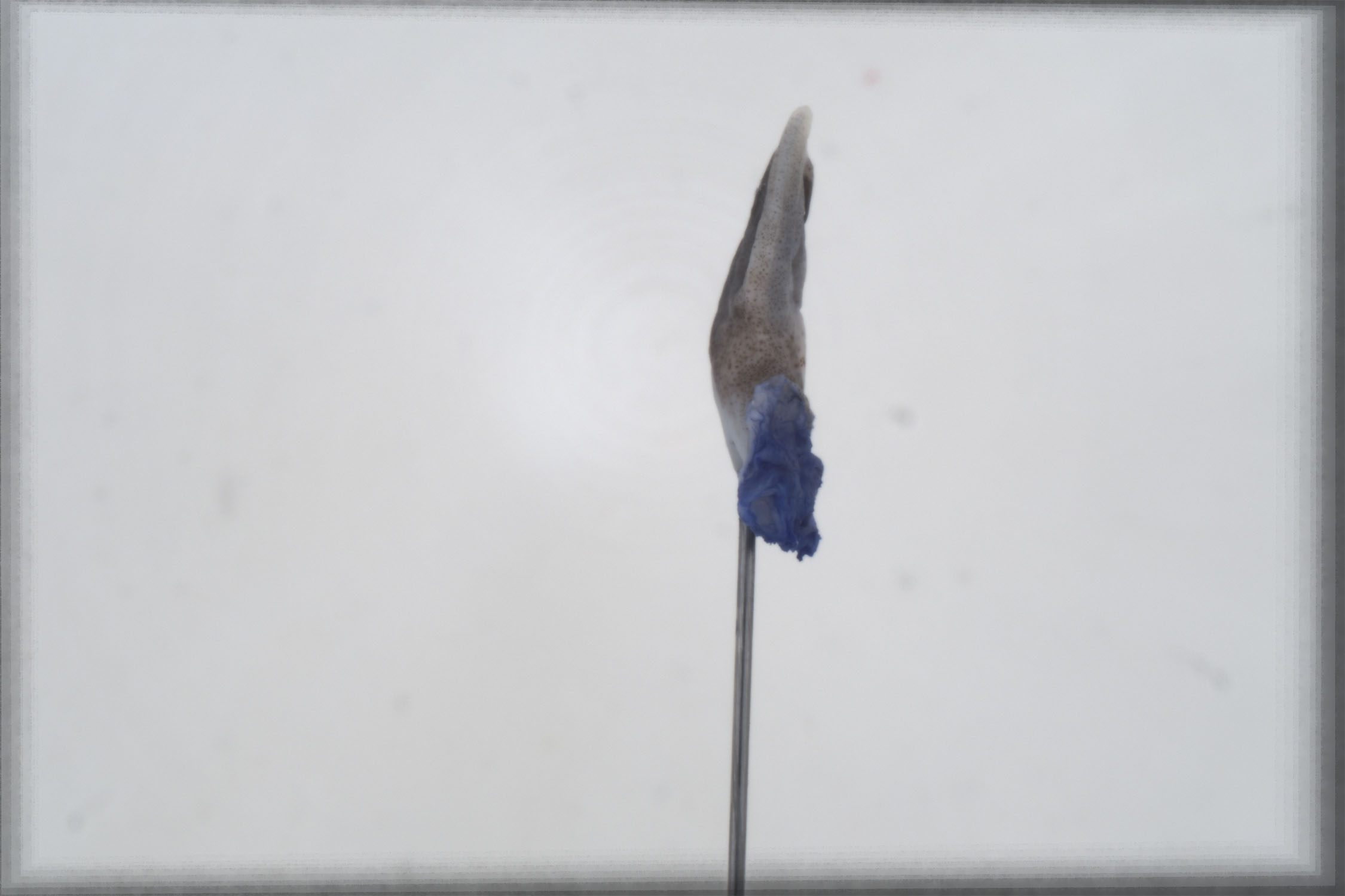 Automatic stacking and masking not running in new computer, and manual masking comes out white ...