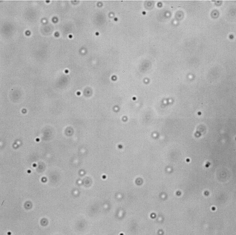 GitHub - marcocaggioni/microrheology_water_test: test data for ...