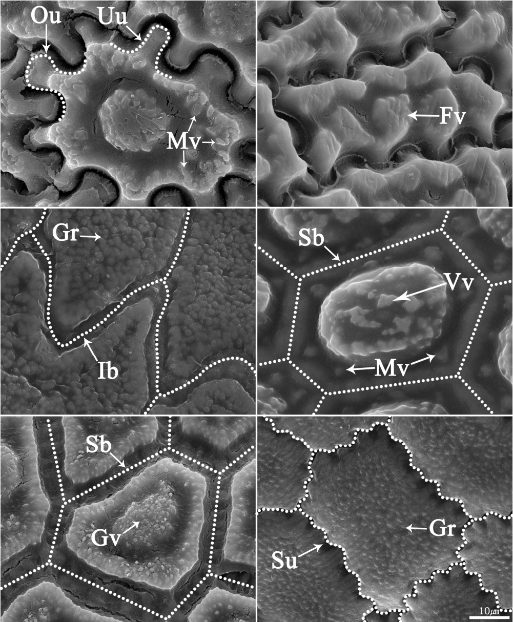 GitHub - ariunzayag/seed_classification: identification of seed coat sculpture