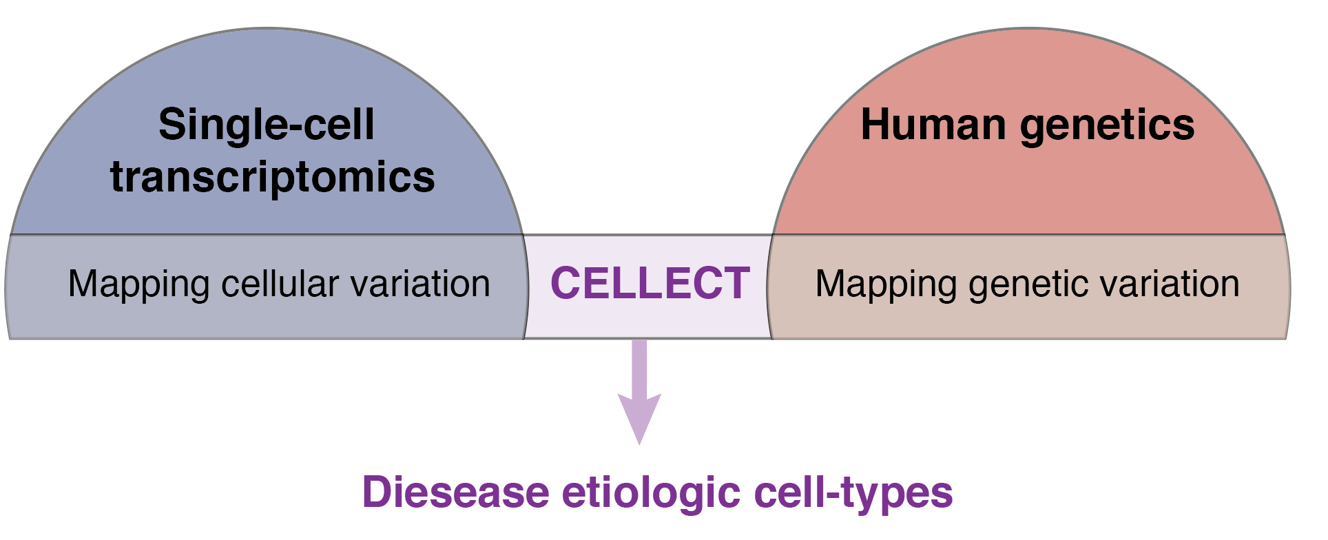 GitHub - perslab/CELLECT: CELLECT (CELL-type Expression-specific integration for Complex Traits)