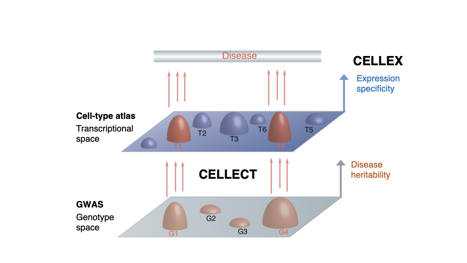 GitHub - perslab/CELLECT: CELLECT (CELL-type Expression-specific integration for Complex Traits)
