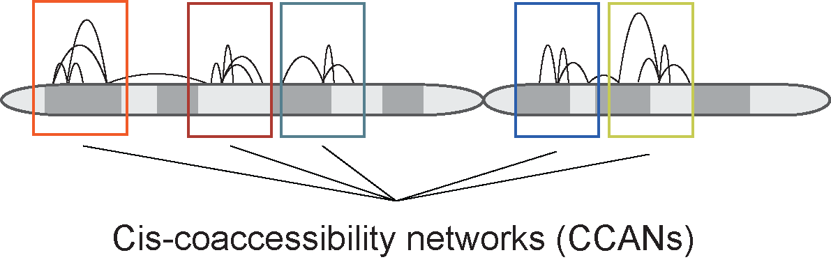 interpretation of generate_ccans output · Issue #82 · cole-trapnell-lab ...