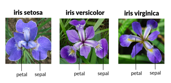 GitHub - RuchitaSuranagi/Classification-of-Iris-datasets-using-SVM ...
