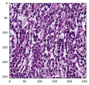 GitHub - Abhisekgit1994/Semantic-Segmentation-Unet: Semantic segmentation using Unet on ...