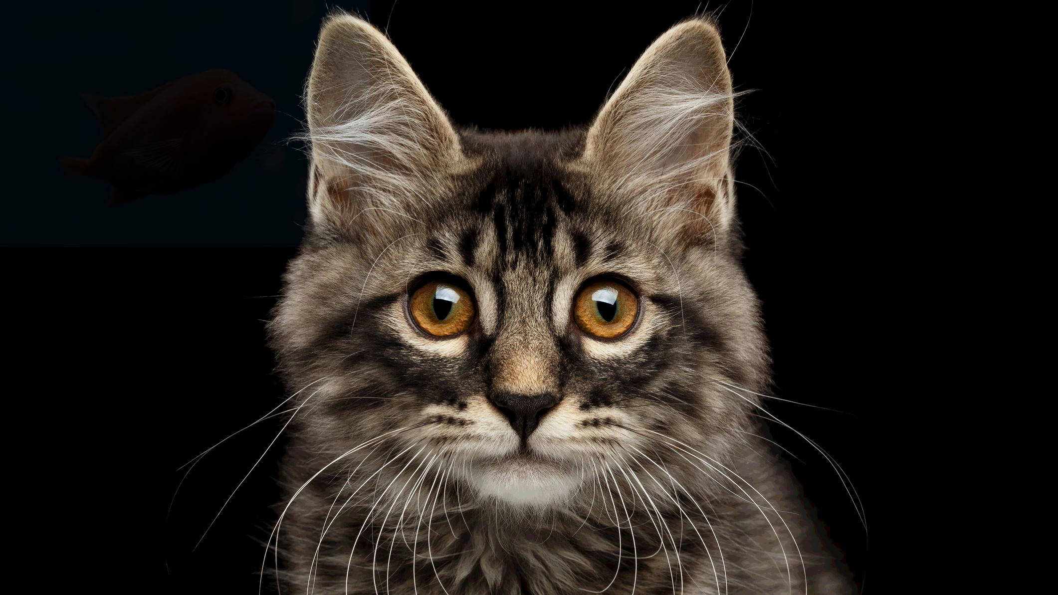 GitHub - Prakkon/Stego-Cryptography: Parallelized image/text encapsulation using cryptography ...