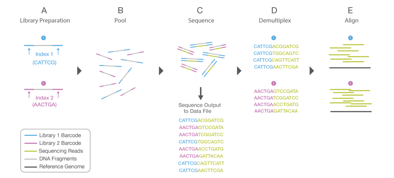 GitHub - celia-b/NGS_demultiplexing