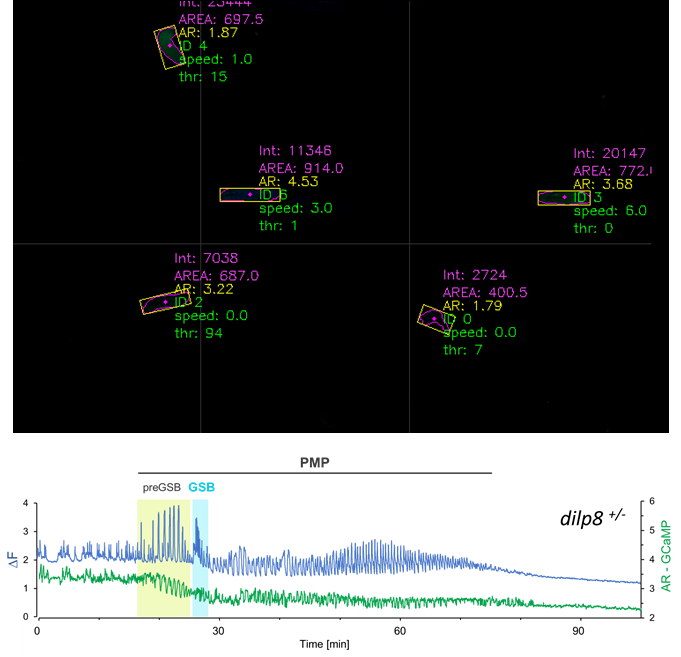 GitHub - AndresGarelli/Larva_Tracking_OpenCV