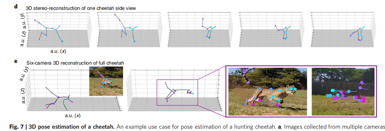 How to get the skeleton picture？ · Issue #803 · DeepLabCut/DeepLabCut · GitHub