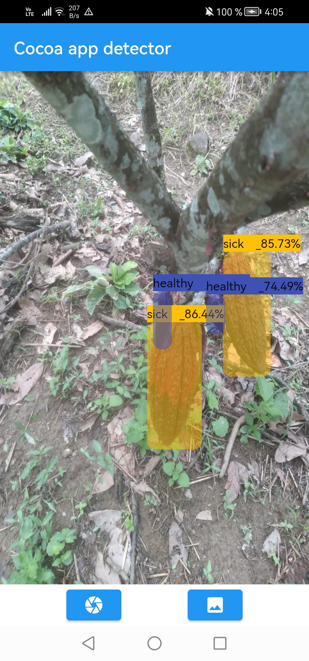 GitHub - Patahu/Theobroma_Cocao_Detector: Cocoa detector (Theobroma cacao L.) and classification ...