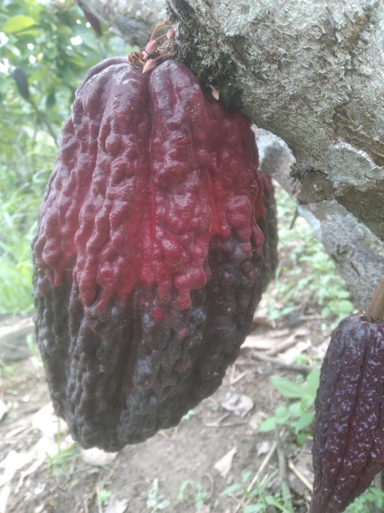 GitHub - Patahu/Theobroma_Cocao_Detector: Cocoa detector (Theobroma cacao L.) and classification ...