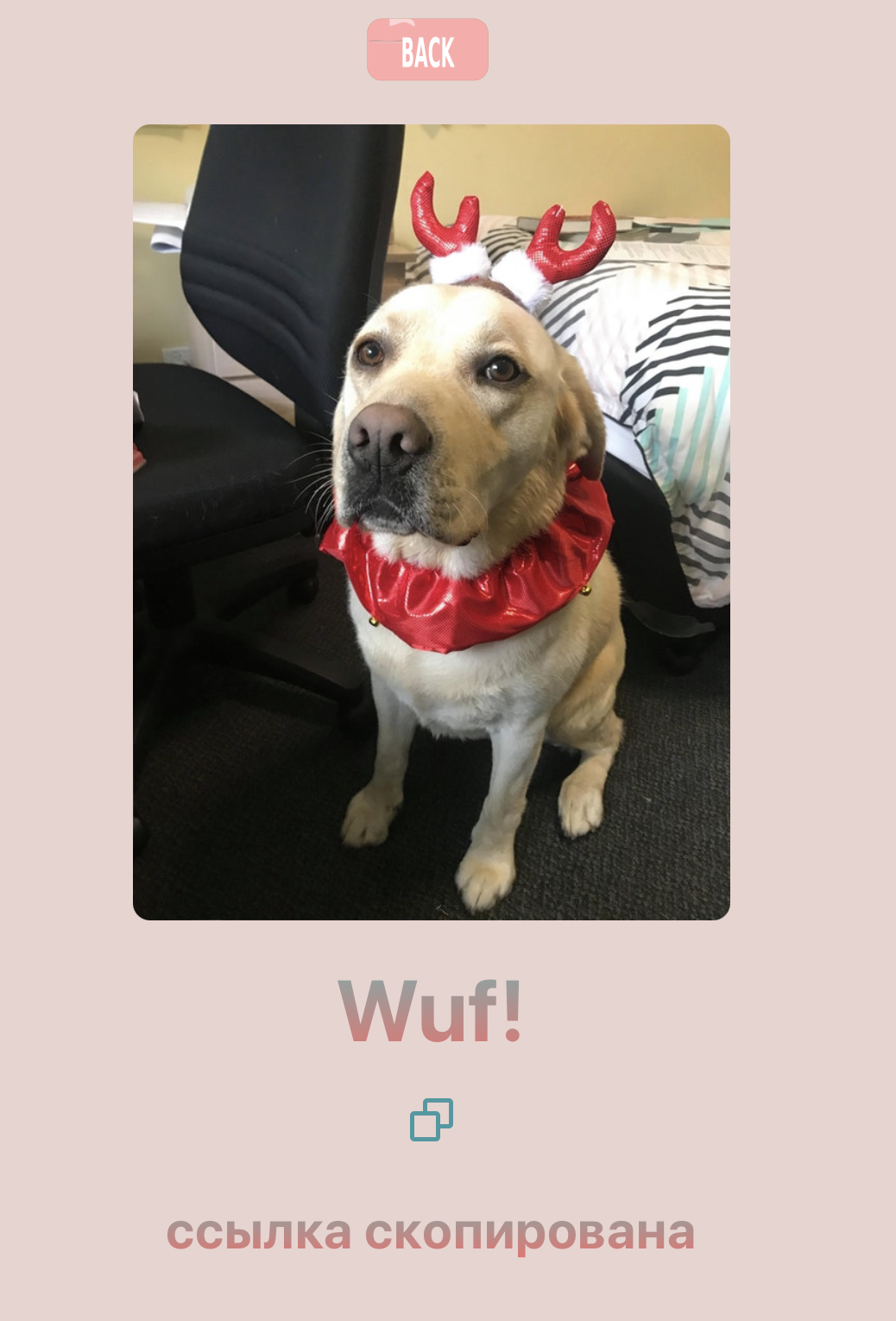 GitHub - nastenkas91/random-animals: SPA with public APIs