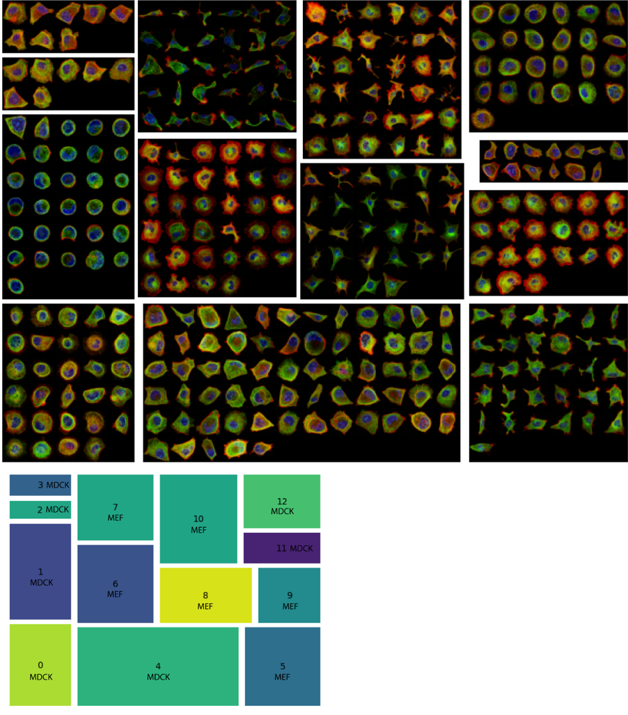 GitHub - StriderDM35/Unsupervised-classification-of-cell-morphology-: This repository contains ...