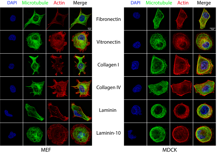 GitHub - StriderDM35/Unsupervised-classification-of-cell-morphology-: This repository contains ...