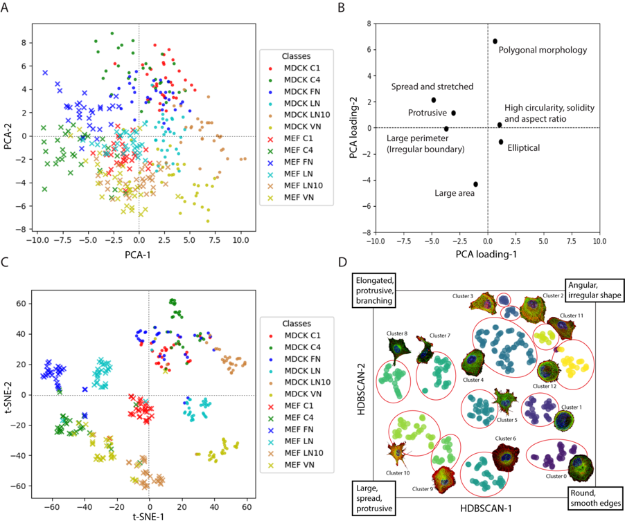GitHub - StriderDM35/Unsupervised-classification-of-cell-morphology-: This repository contains ...