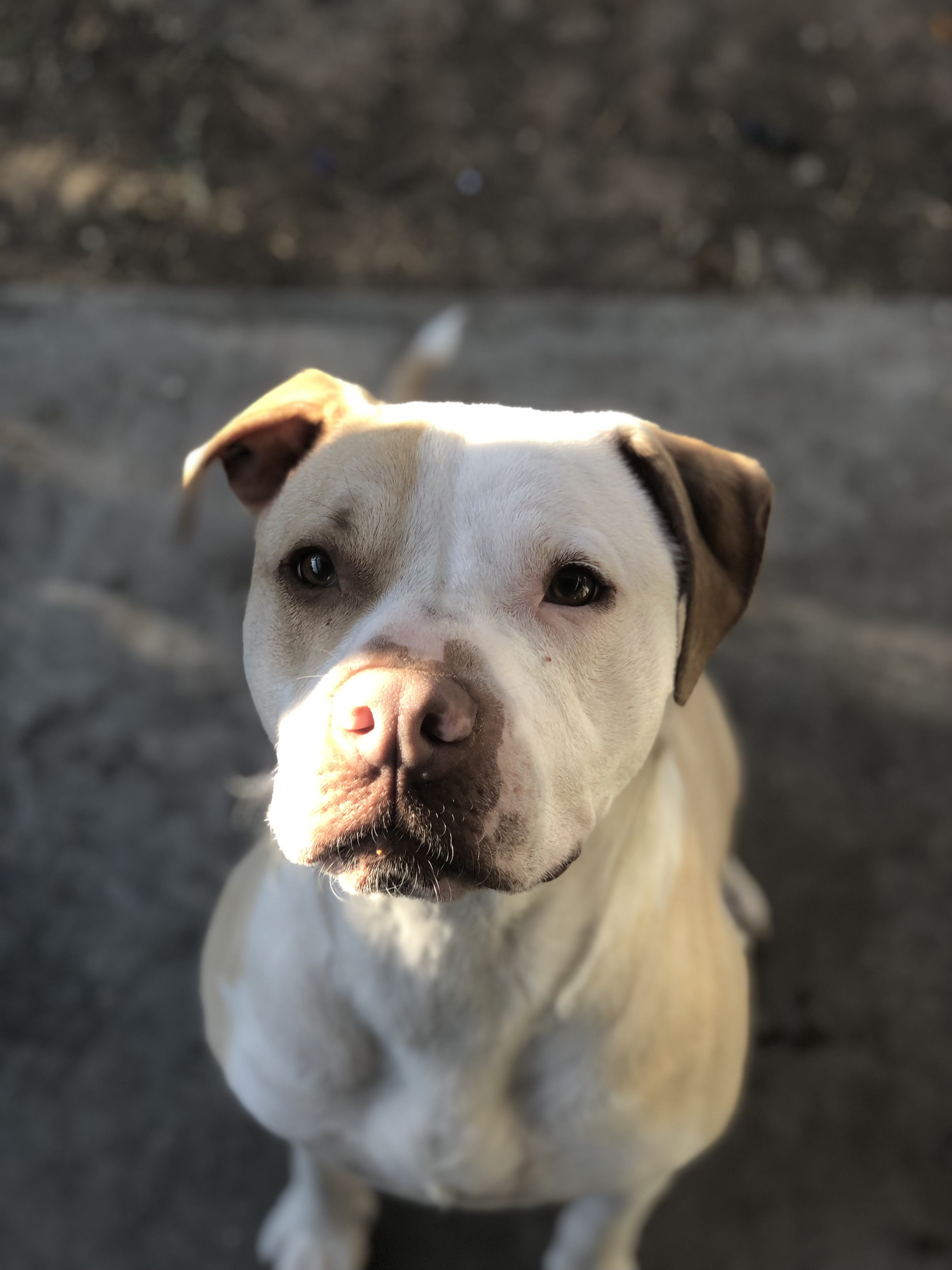 GitHub - carrie-murchison/gitHello