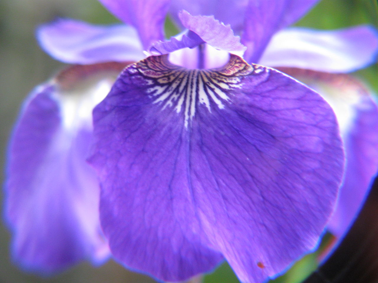 GitHub - efrei-ADDE92-CTP/groupe6: By conserving wildlife, we're ensuring that future ...