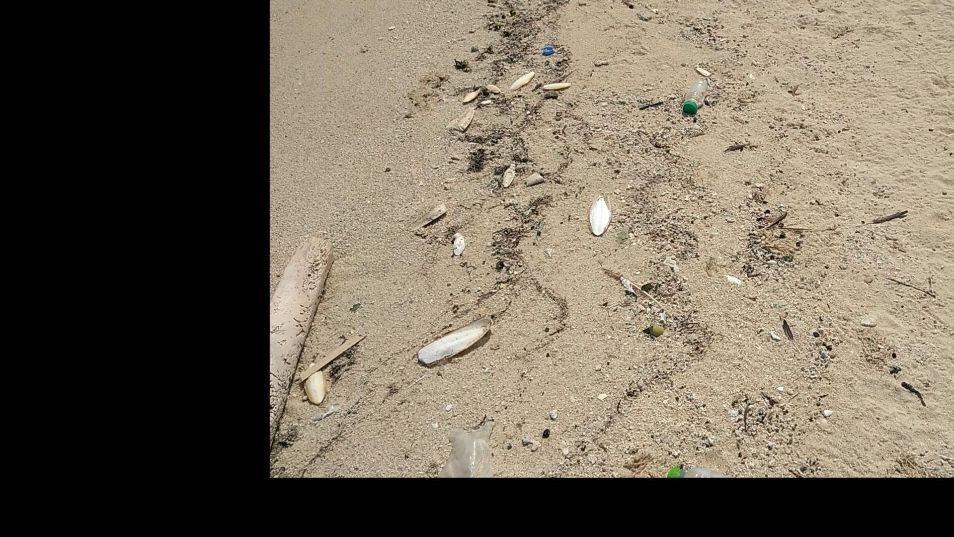 GitHub - markchatting/DataAugmentationObjectDetection: Increase the ...