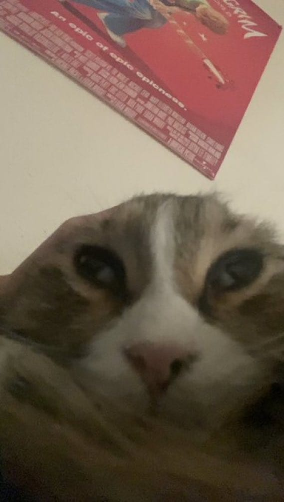 Meow · Issue 1483 · Twitterthe Algorithm · Github 9427