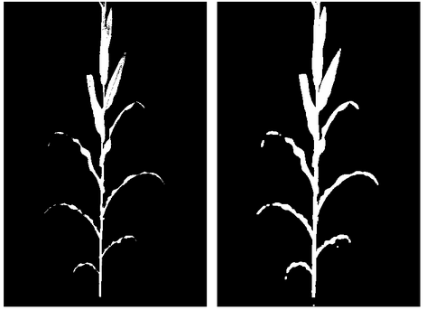Skeletonize function · Issue #990 · danforthcenter/plantcv · GitHub