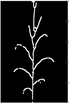 Skeletonize function · Issue #990 · danforthcenter/plantcv · GitHub