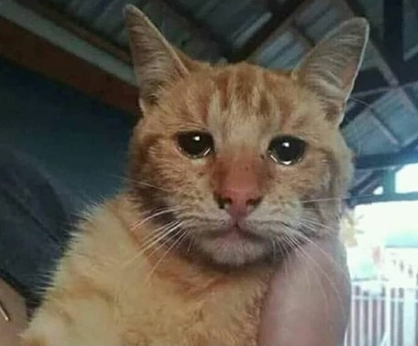 GitHub - nunuki-crew/gato-radio: Web radio based on a HackRF One