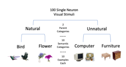 GitHub - wlross/Single-Neuron-Semantic-Representation-Predictor: Deep Learning and ...