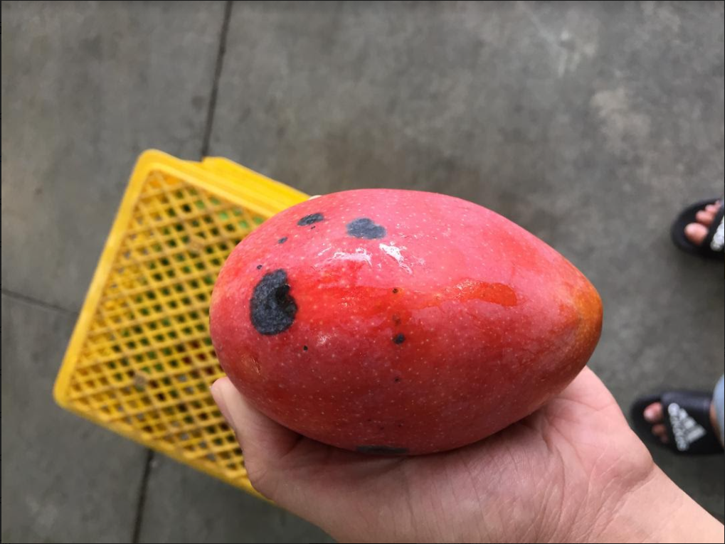 GitHub - Shirley924/Mango: A contest for mango sorting