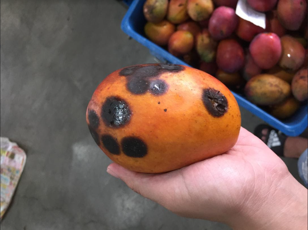 GitHub - Shirley924/Mango: A contest for mango sorting