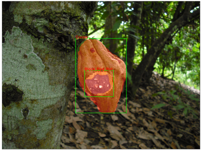 GitHub - Br-Al/Cocoa-diseases