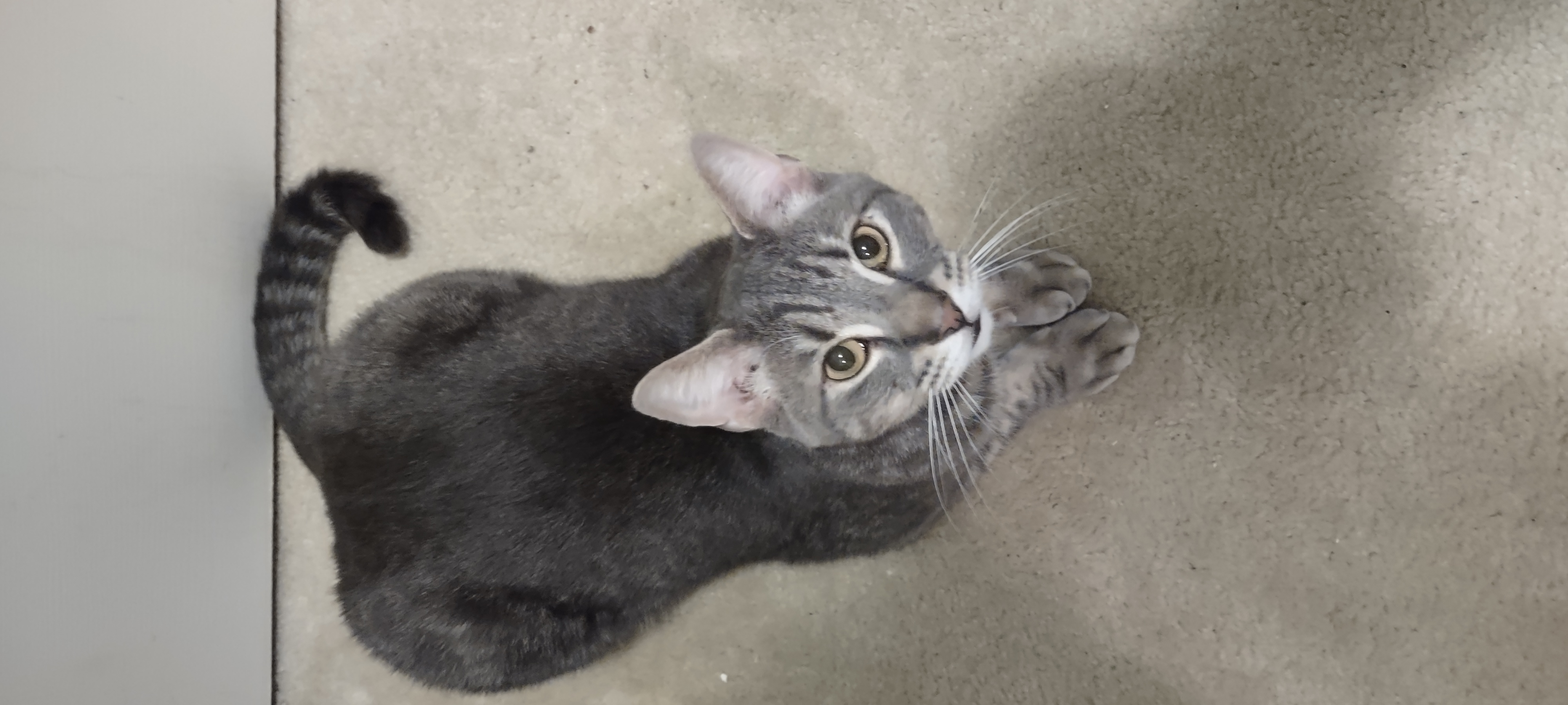 Issue with general responsiveness/load speed of newpipe · Issue #9808 · TeamNewPipe/NewPipe · GitHub