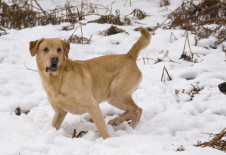 GitHub - prateeek1/Image-Captioning: A powerful deep powerful deep model that combines both ...