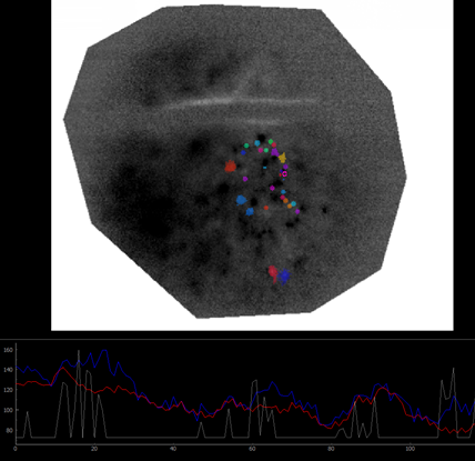 manual labeling issues · Issue #413 · MouseLand/suite2p · GitHub