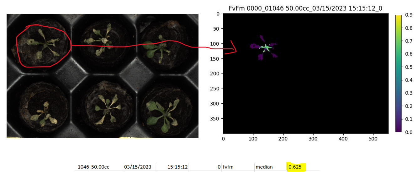 dead plant values · Issue #1203 · danforthcenter/plantcv · GitHub