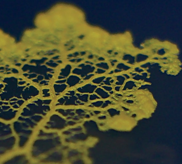 GitHub - StylianosZachariou/Physarum-Slime-Simulation