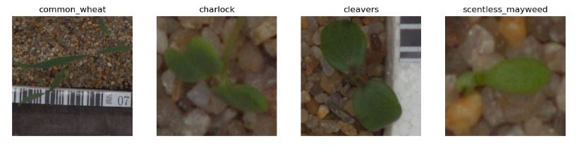 GitHub - kishkath/Plant-Seedlings-Classification: A Computer Vision Classification Project ...