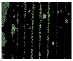 GitHub - yahavmh/SVM: Image Classification using HOG for features extraction, and SVM for ...