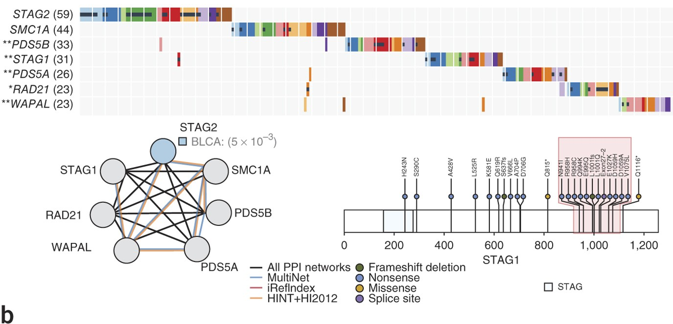 Network of mutational changes · Issue #548 · PoisonAlien/maftools · GitHub