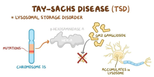 GitHub - AhmedNasser1601/Mutational-Diseases: Mutational Diseases ...