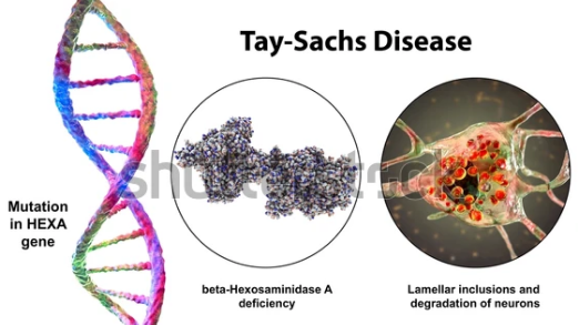 GitHub - AhmedNasser1601/Mutational-Diseases: Mutational Diseases ...