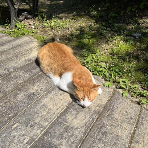 GitHub - kookmin-sw/capstone-2023-30: SPRINTER: Stylized Point cloud Rendering & INTERaction service